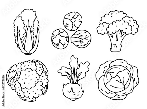 Types of cabbage. Vegetable sketch. Thin simple outline icon. Black ...