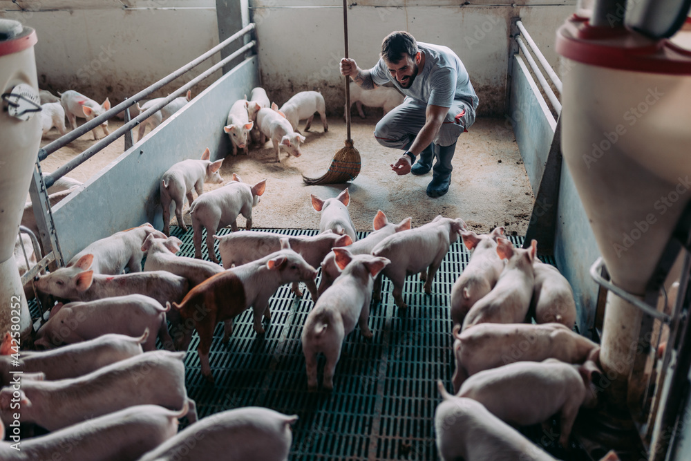Foto de Young male worker doing his everyday job on huge pig farm. do ...