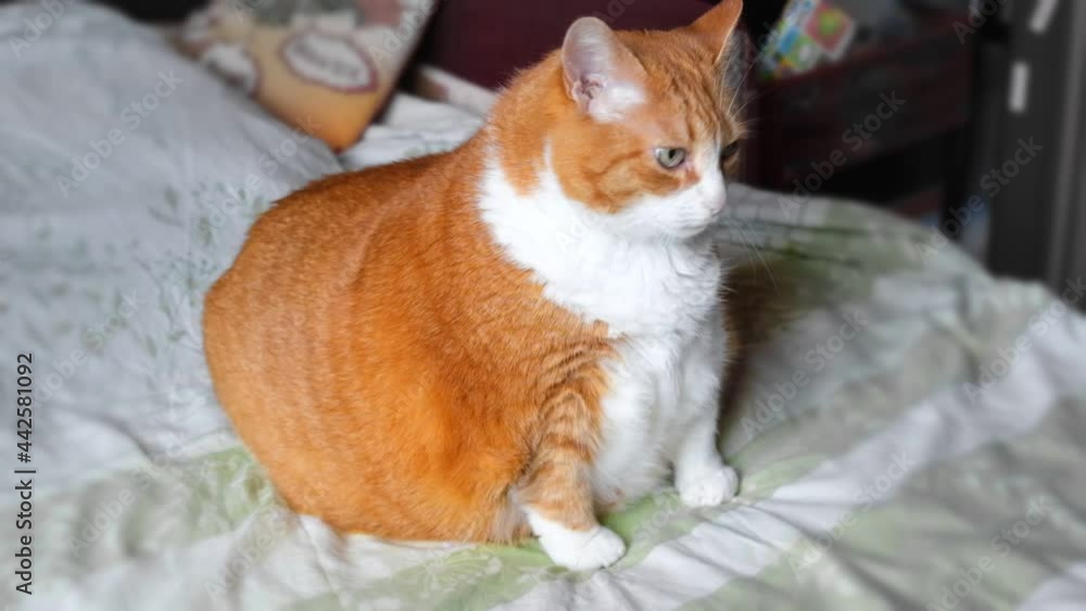 Very Fat Cat Sitting on a Bed. Ginger and White Striped Cat is Large. Big Lazy Tabby Cat of ...