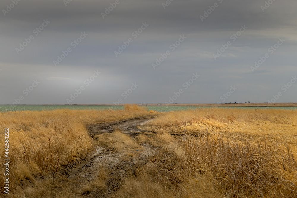 Blowing grasses on a spring day. Lake McGregor Provincial Recreation ...