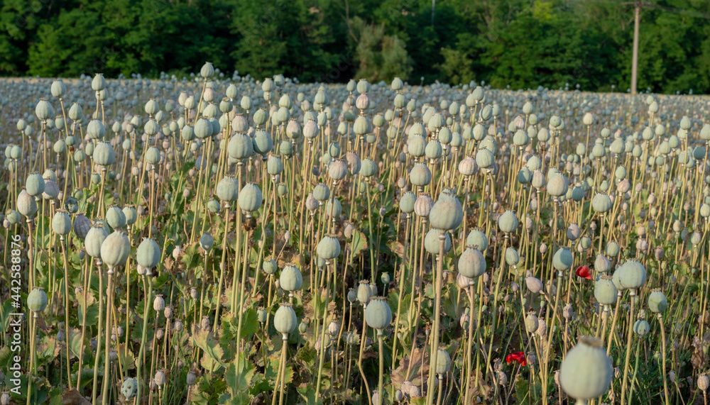 Poppy (Papaver somniferum) seed heads in the summer. The plant is also ...