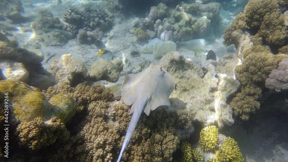Stingray swimming over coral reef covered with plastic and other ...