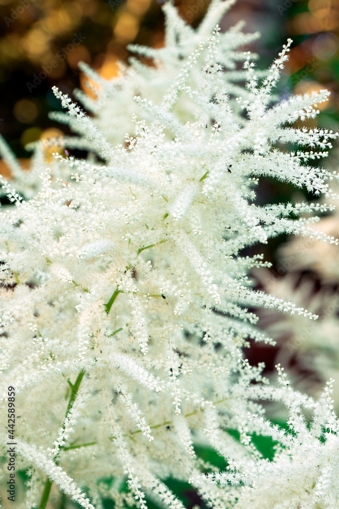 Aruncus dioicus blooming in a summer time. Flowers of Goats beard. Bush ...
