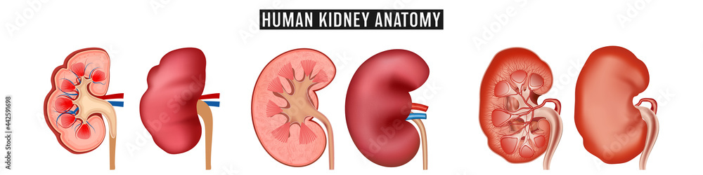 Inside and outside view of human kidney anatomy isolated on white ...