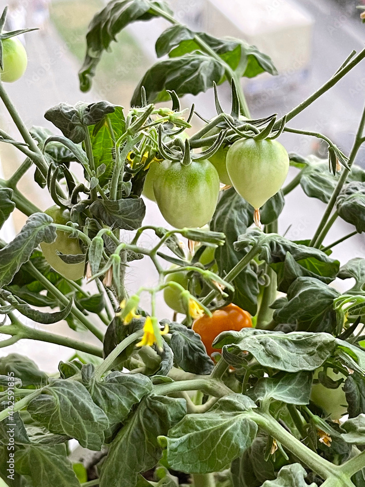 Balcony garden. Tomato bush with green tomato in a pot on the balcony ...