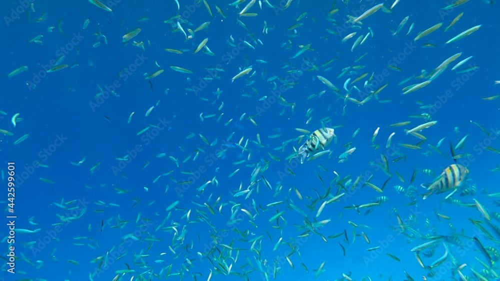 Large school of small fish eating plankton on еру blue water background ...
