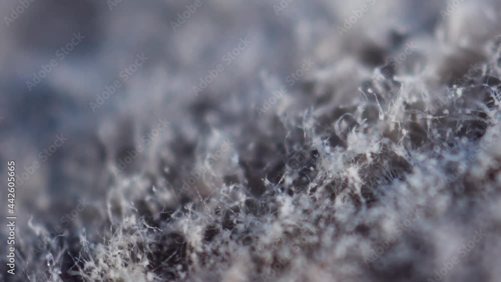 A moldy surface under a microscope. Food preservation and ...