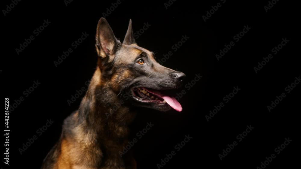 Portrait of a brown malinois bard dog on black background. Side view of ...