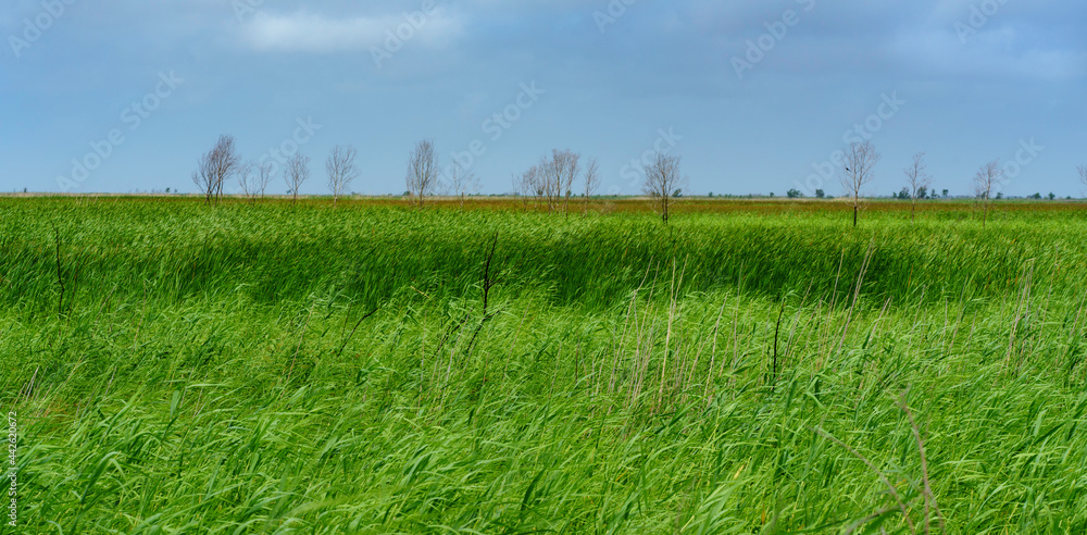 On a windy day, the coastal Louisiana prairie filled with native green ...