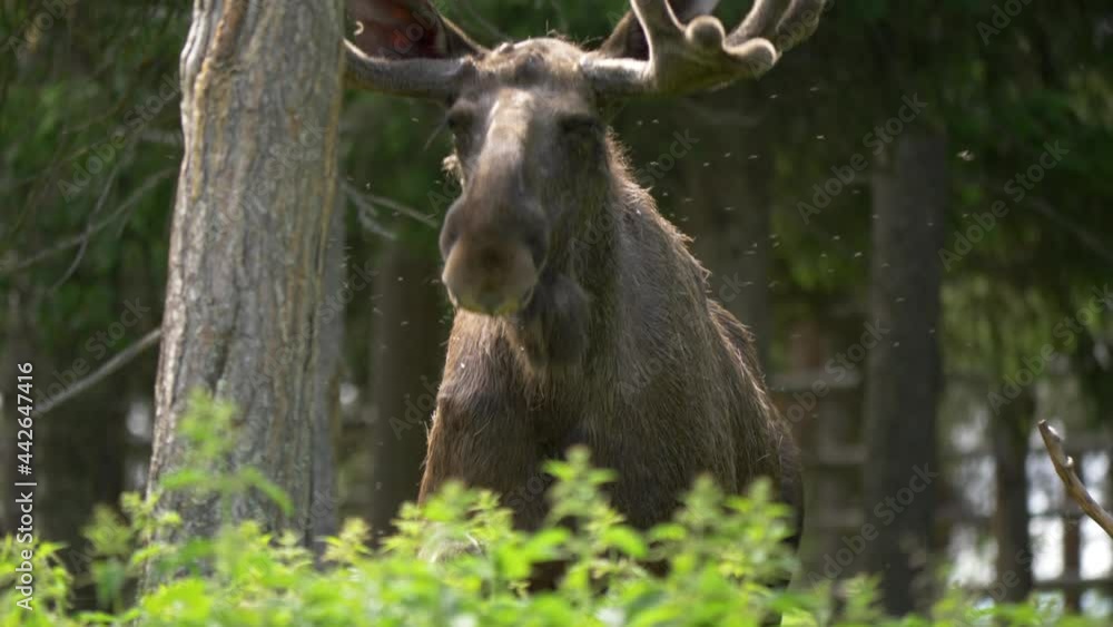 Aggressive large bull moose running towards the camera in slow motion ...