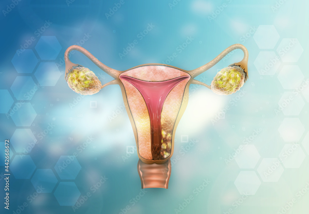 Female ovary anatomy. 3d illustration. Stock Illustration | Adobe Stock