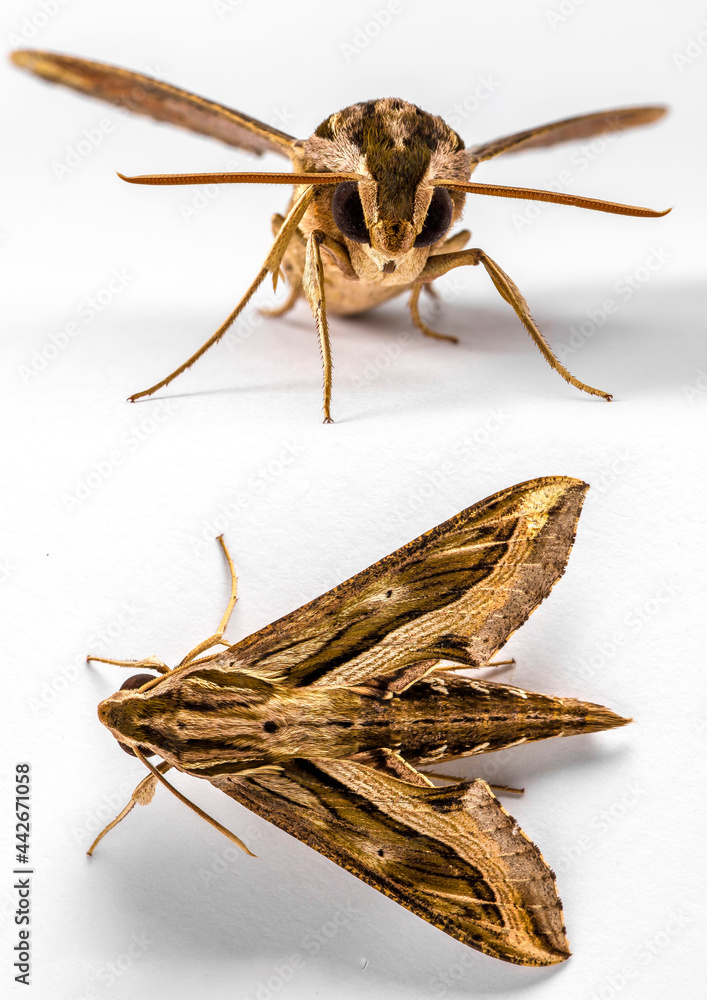 Tan and Brown Moth Lepidoptera on a white isolated background in ...