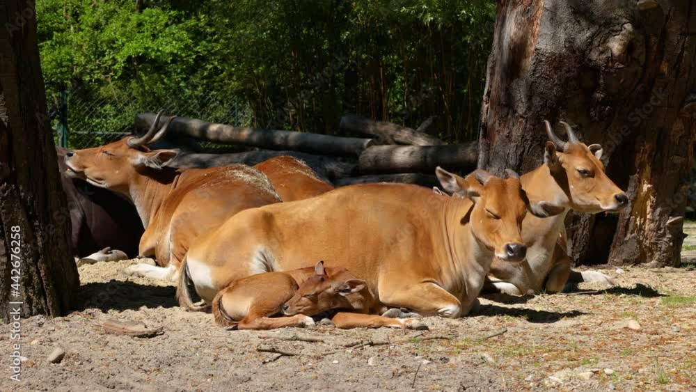 Family of Banteng, Bos javanicus or Red Bull. It is a type of wild ...
