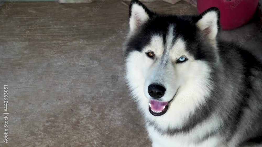 Stockvideon Portrait close-up dog Husky . Husky with heterochromia ...
