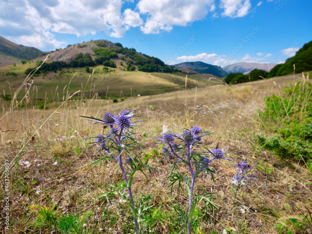 Violet-blue wild thistle on a sunny summer day, in the mountain ...