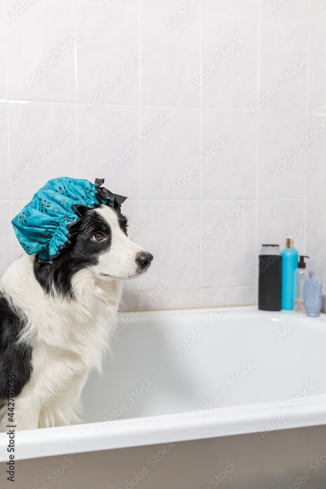 Funny indoor portrait of puppy dog border collie sitting in bath gets ...