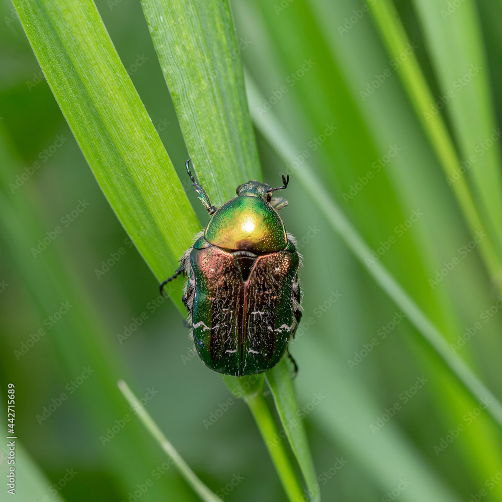 Close up of a rose chafer (Cetonia aurata) on a plant. Cetonia aurata ...