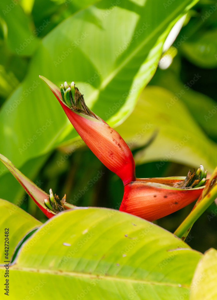 Heliconia stricta pertenece a la familia Heliconiaceae Stock Photo ...