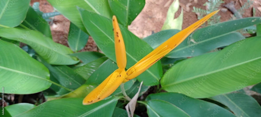 Beautiful Yellow color flower with sharp edge , commonly seen in India ...