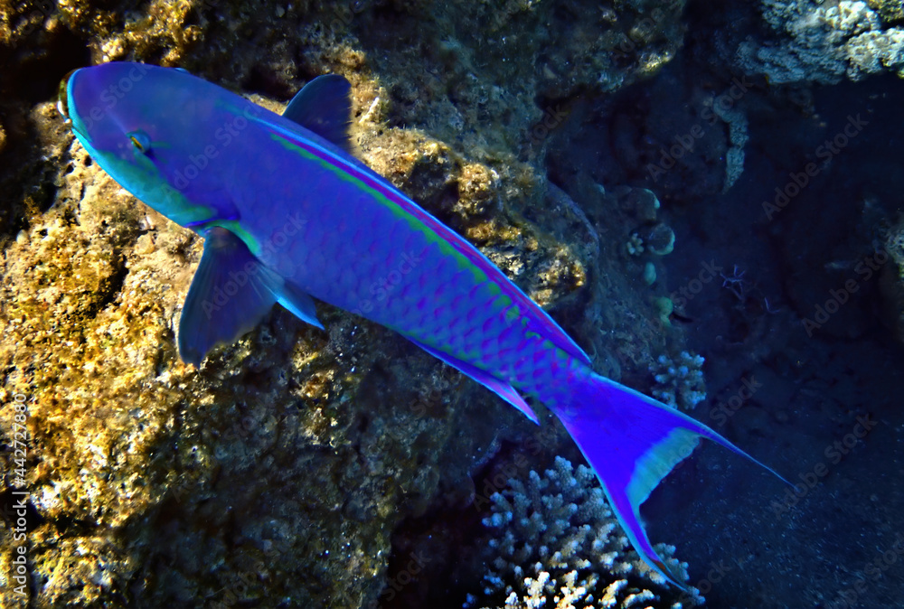 Steep-headed blue parrot-fish, scientific name is Chlorurus gibbus, it ...