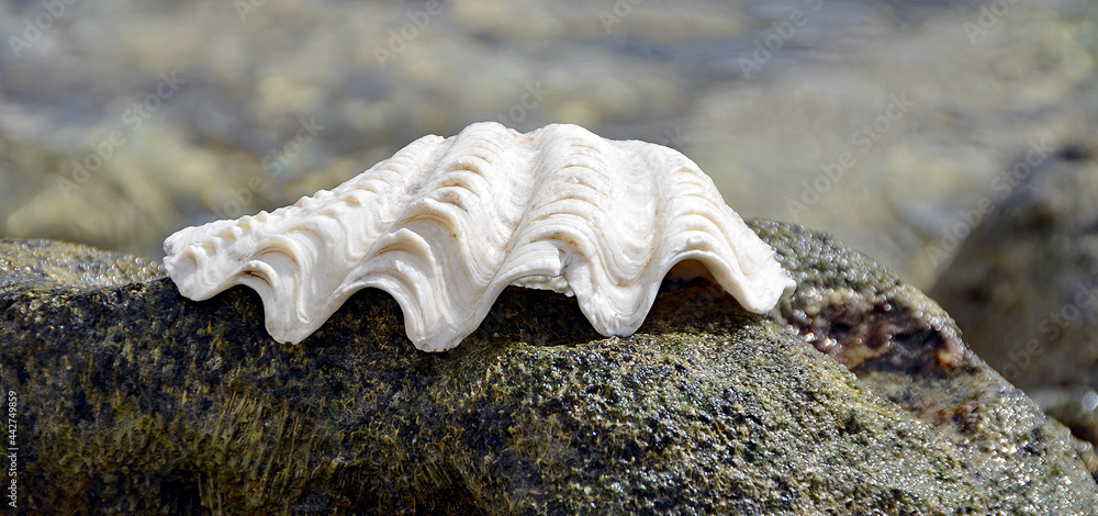 muschel am strand, Herzmuscheln, Cardiida, Shellfish Stock-Foto | Adobe ...
