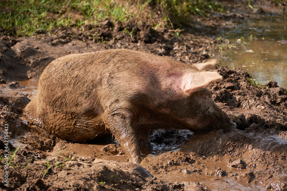 Poster Pig bathing in the mud – Wall Art | UkPosters