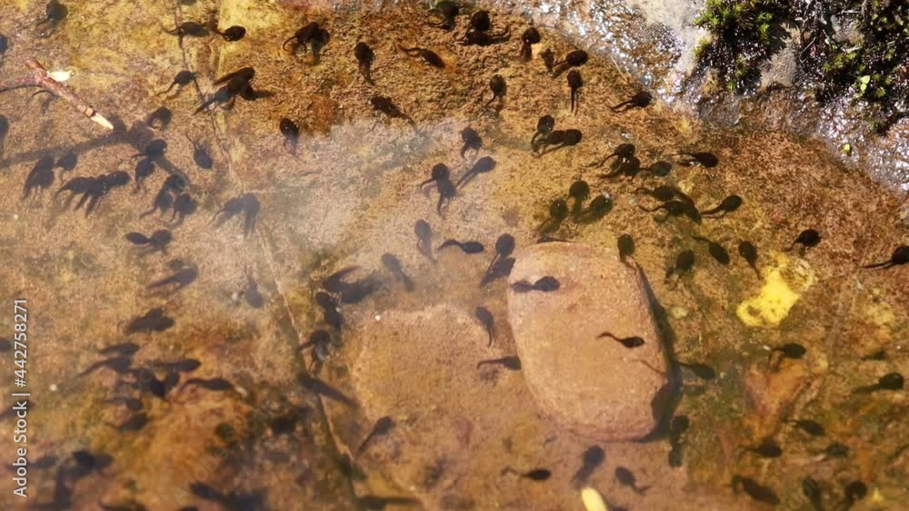 Numerous tadpoles swim in a pool of water by the river. Evolution of ...