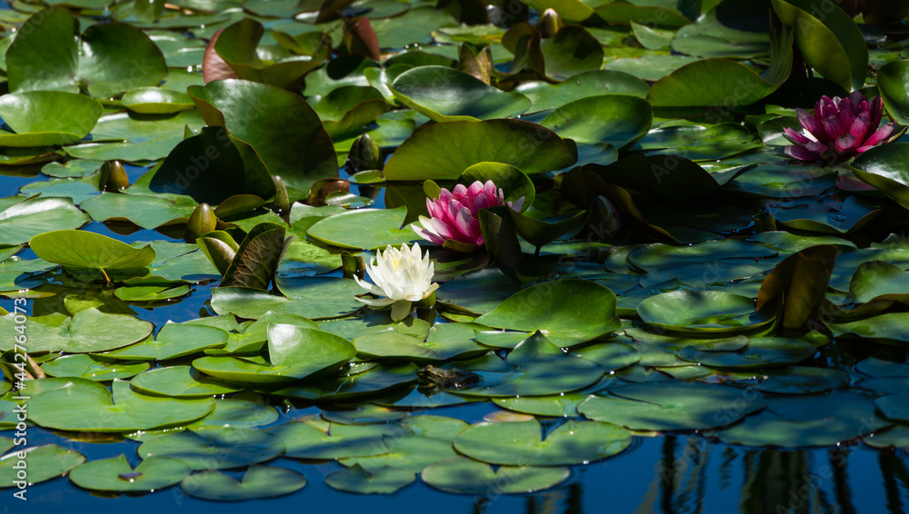 White and Red water lily or lotus flower 'Attraction' in pond Arboretum ...
