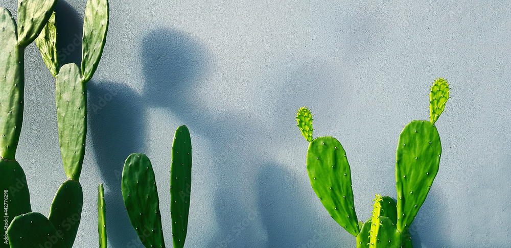Green cactus with shadow on gray concrete wall with copy space. Tree or ...