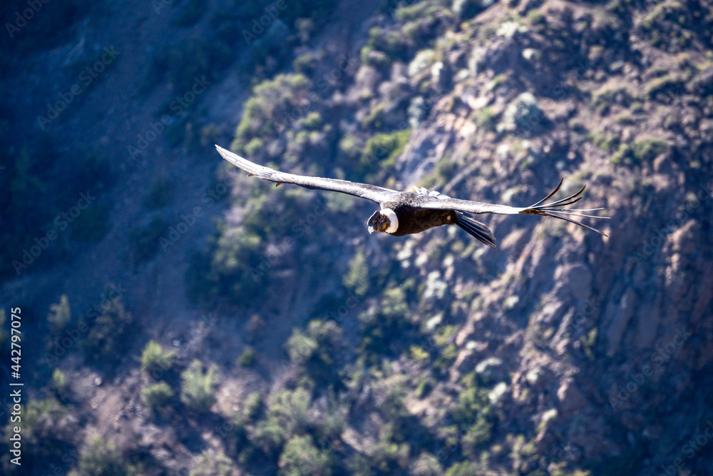 Condor volando entre montañas en un día despejado. gran ave pájaro de ...
