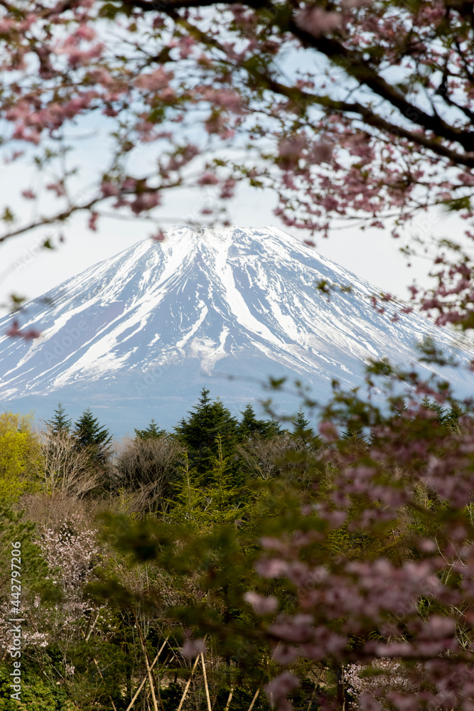 Monte Fuji seen trough a cherry blossom (sakura) tree in Japan Stock ...