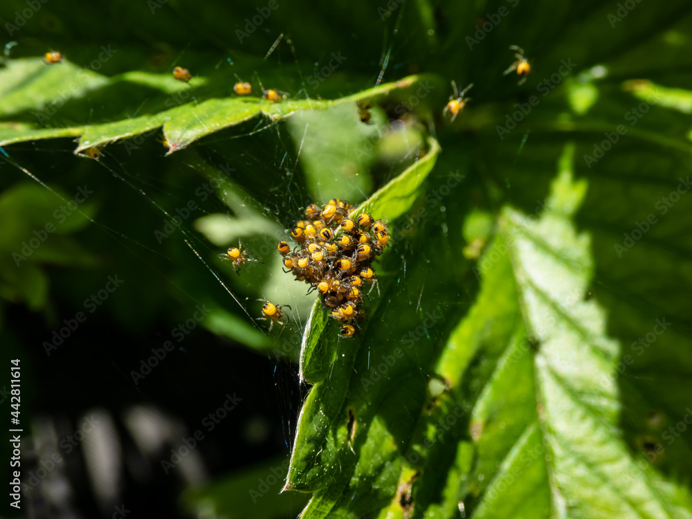 Macro shot of Tiny yellow spiderlings of European garden spider, diadem ...