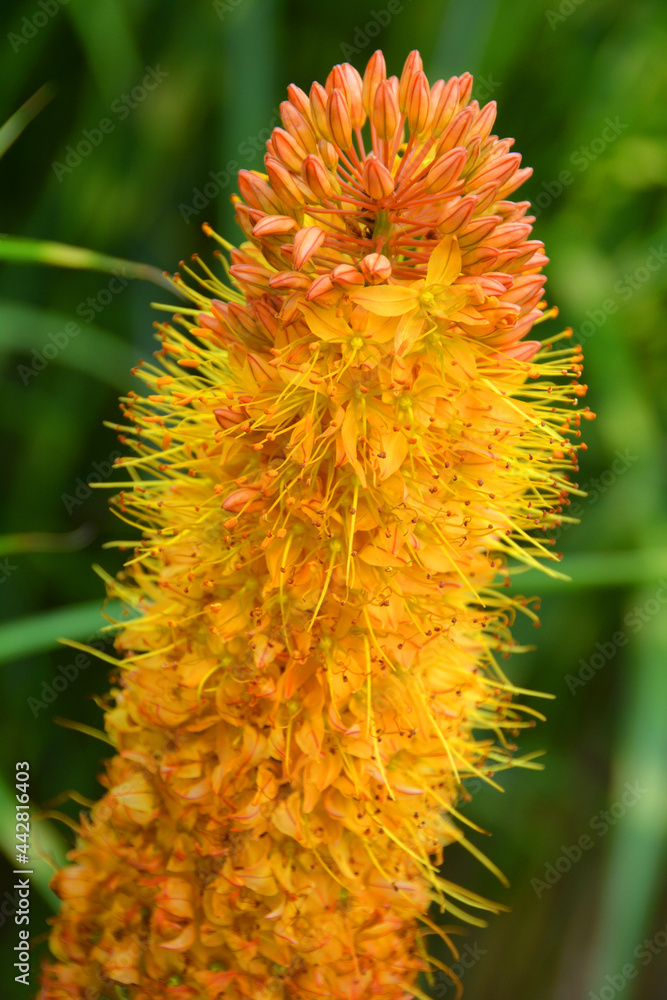 Eremurus stenophyllus, the narrow-leaved foxtail lily, is a species of ...