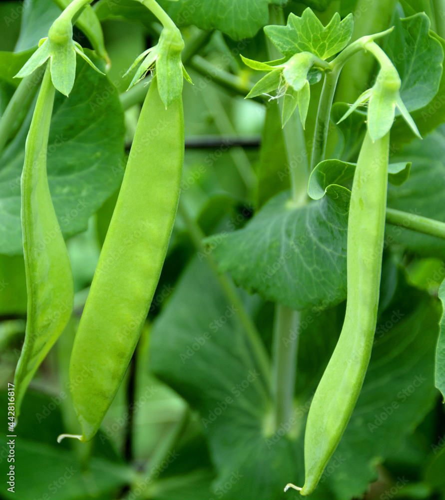 Pod of the snow pea is an edible-pod pea with flat pods and thin pod ...