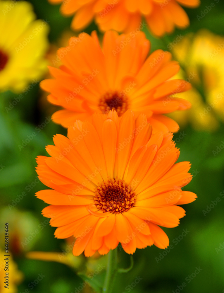 Zdjęcie Stock: Coreopsis is a genus of flowering plants in the family ...