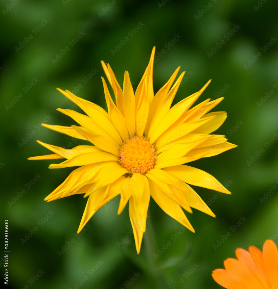 Coreopsis is a genus of flowering plants in the family Asteraceae ...
