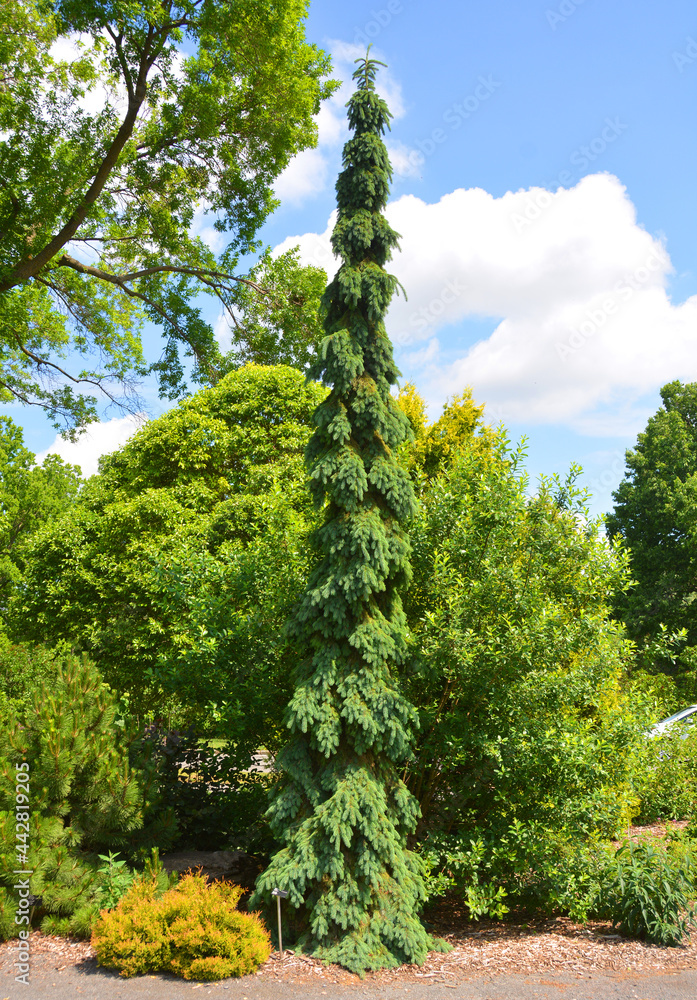 Picea glauca, the white spruce is a species of spruce native to the ...