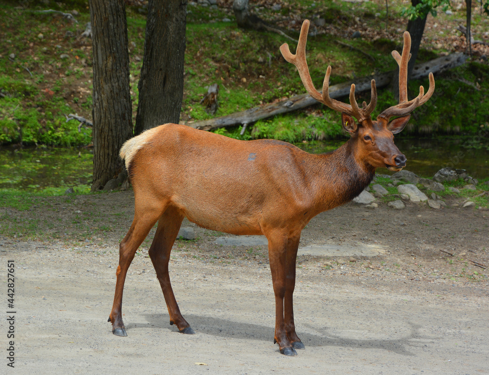 Red deer are ruminants, characterized by a four-chambered stomach ...