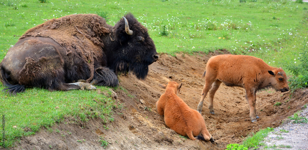 American bison or bison calf and mother also known as the American ...