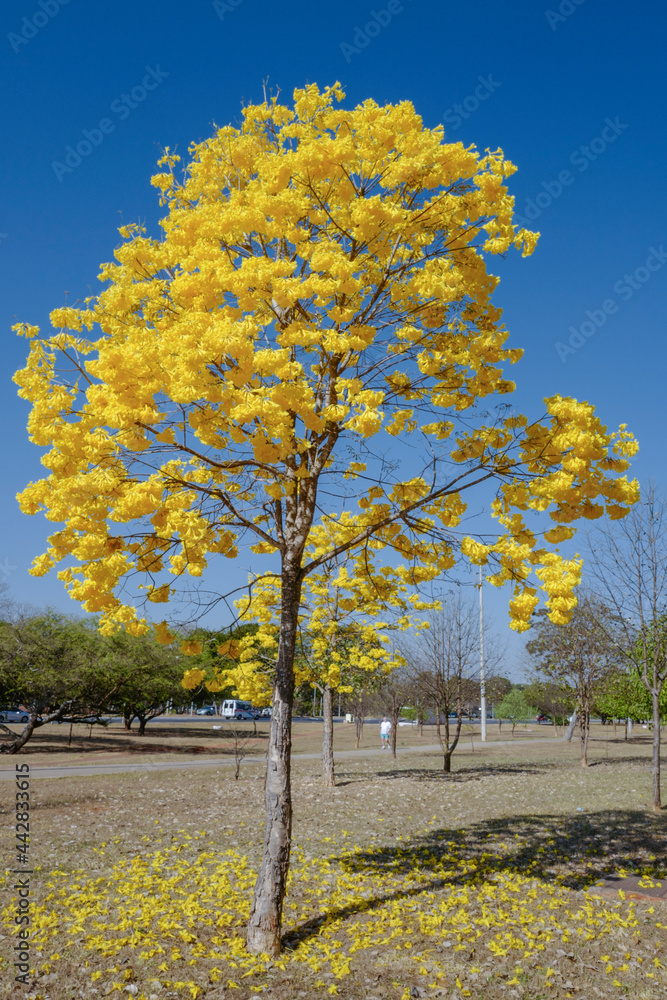 Ipe Tree Brazil