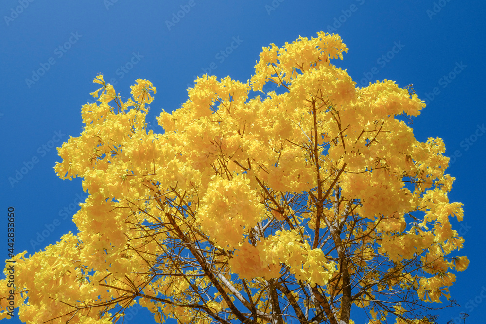 The yellow ipe, Tabebuia chrysantha. This is National Tree in Brazil ...