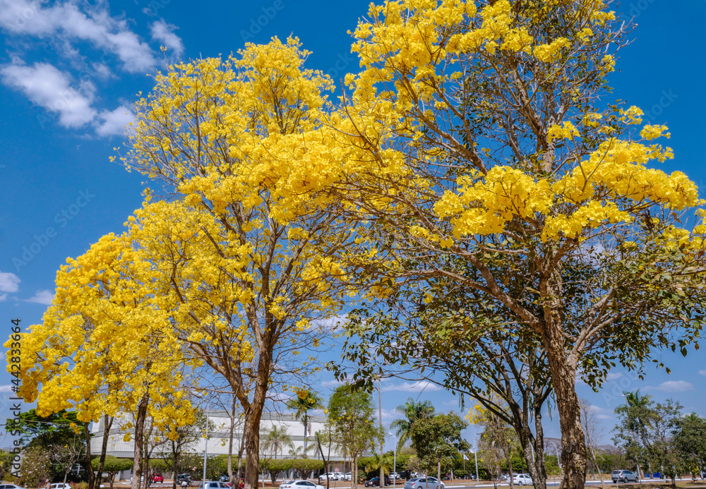The yellow ipe, Tabebuia chrysantha. This is National Tree in Brazil ...