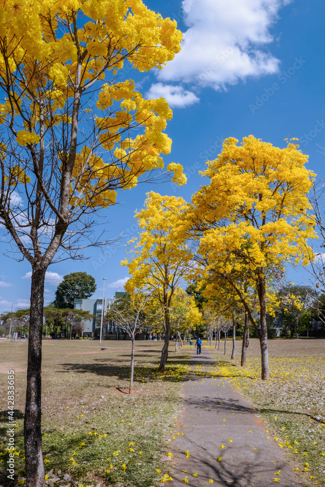 The yellow ipe, Tabebuia chrysantha. This is National Tree in Brazil ...
