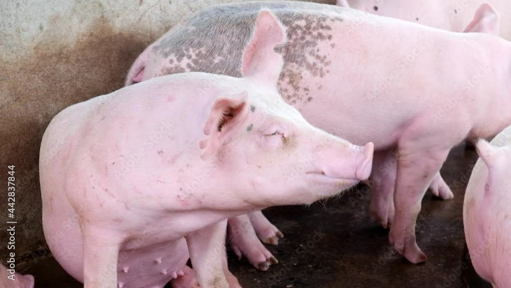 Pig farm in swine business in tidy and clean indoor housing farm, with ...