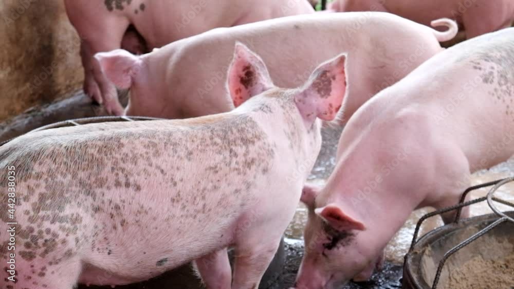 Pig farm in swine business in tidy and clean indoor housing farm, with ...