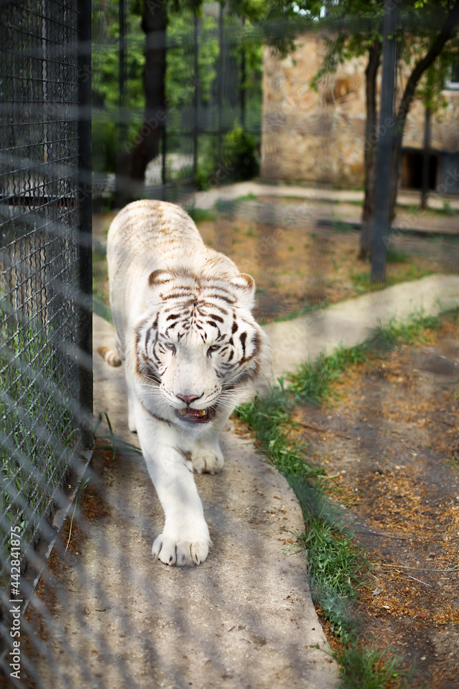 Close up of rare white fluffy Bengal tiger walking in a cage in the zoo ...