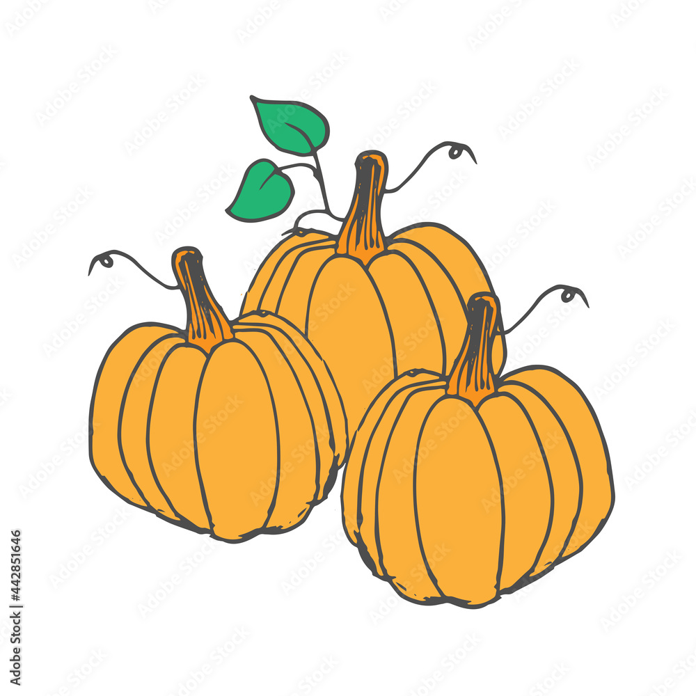 three pumpkins illustration on white background. large pumpkin icon ...