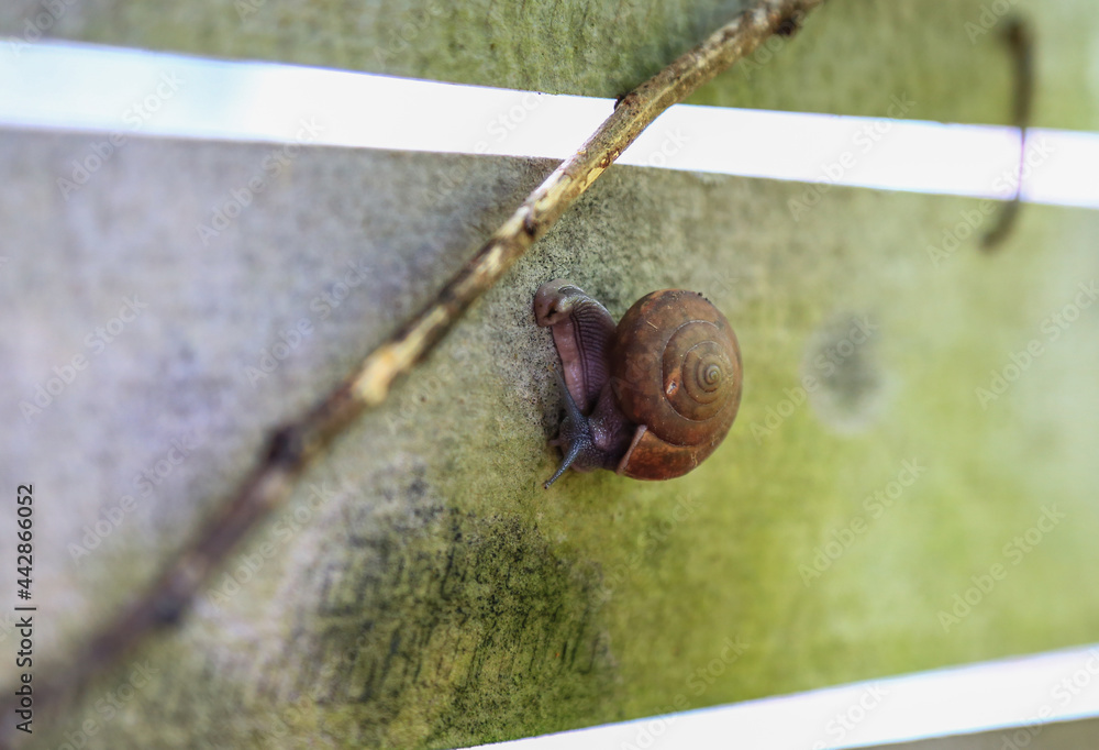 Snails walk on the wall. body outside the shell and use tentacles to ...