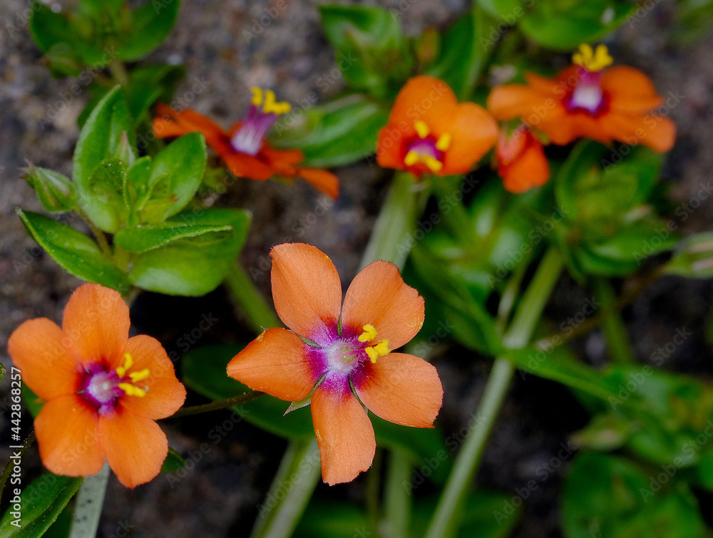 Anagallis arvensis, commonly known as the scarlet pimpernel, red ... Anagallis arvensis, commonly known as the scarlet pimpernel, red ...