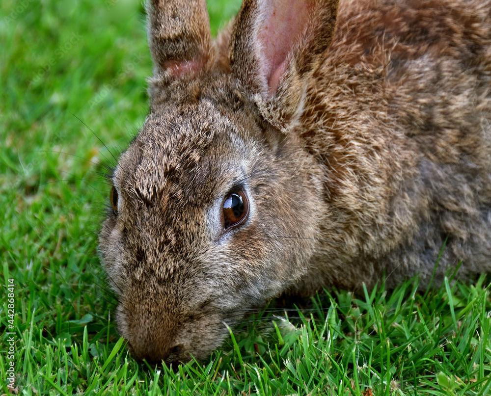 Rabbits are small mammals in the family Leporidae of the order ...